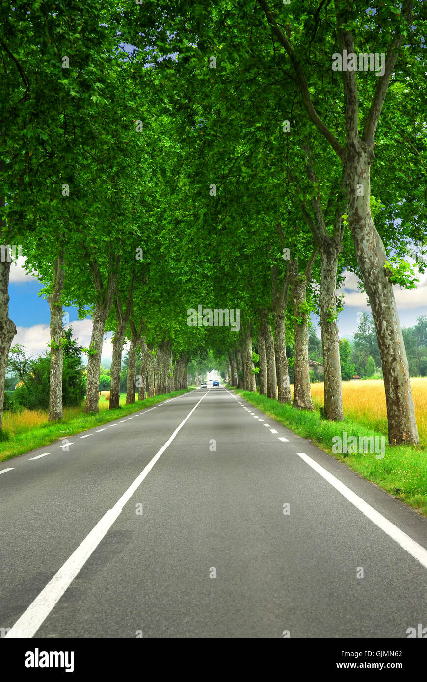 tree trees europe Stock Photo - Alamy