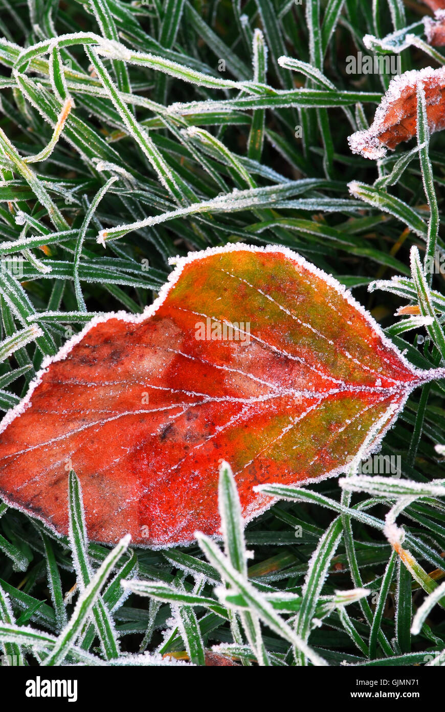 leaf cold frost Stock Photo - Alamy