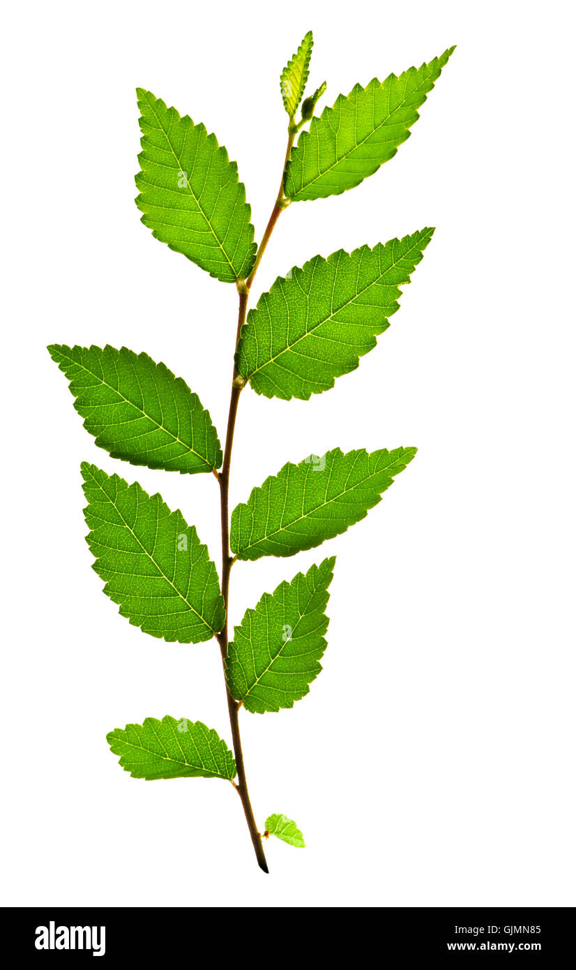 isolated leaves branch Stock Photo - Alamy