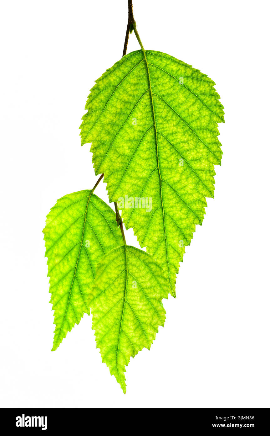 isolated leaves branch Stock Photo - Alamy