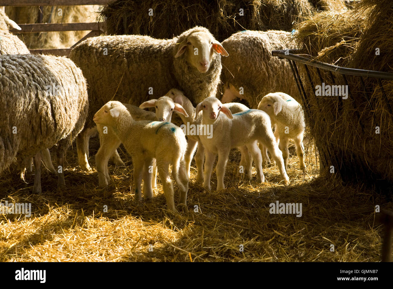sheep and lambs Stock Photo - Alamy