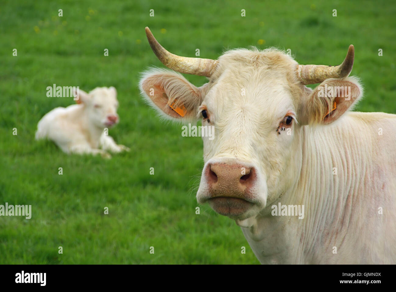 Muscular bull hi-res stock photography and images - Alamy