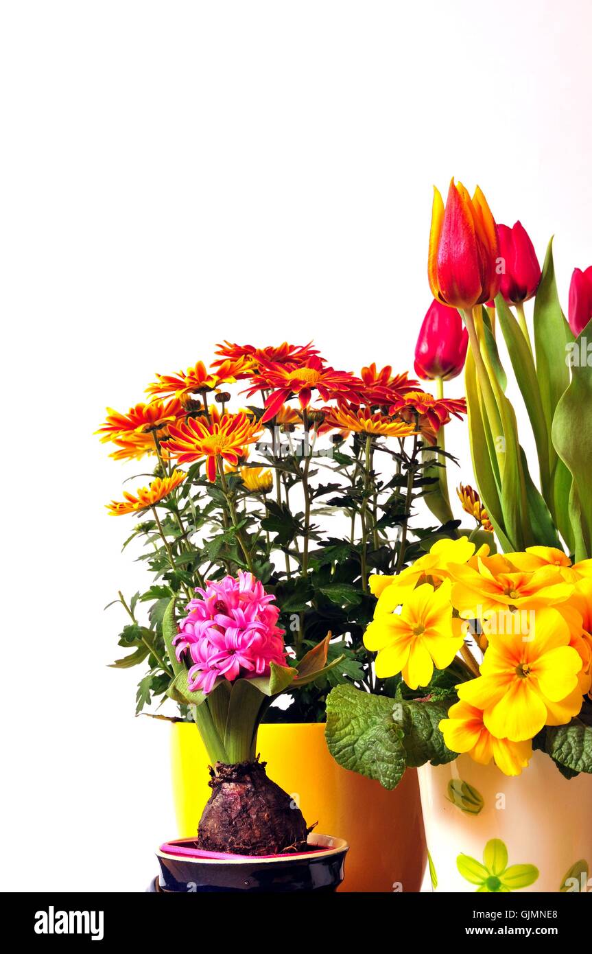 coloured colourful gorgeous Stock Photo - Alamy