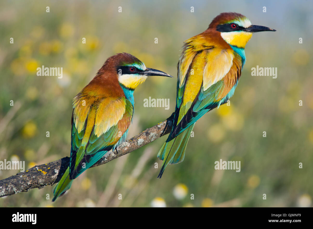 birds color paint Stock Photo - Alamy