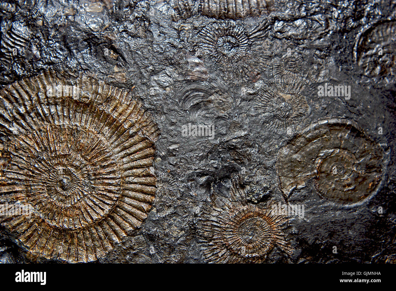 fossil slate texture Stock Photo - Alamy