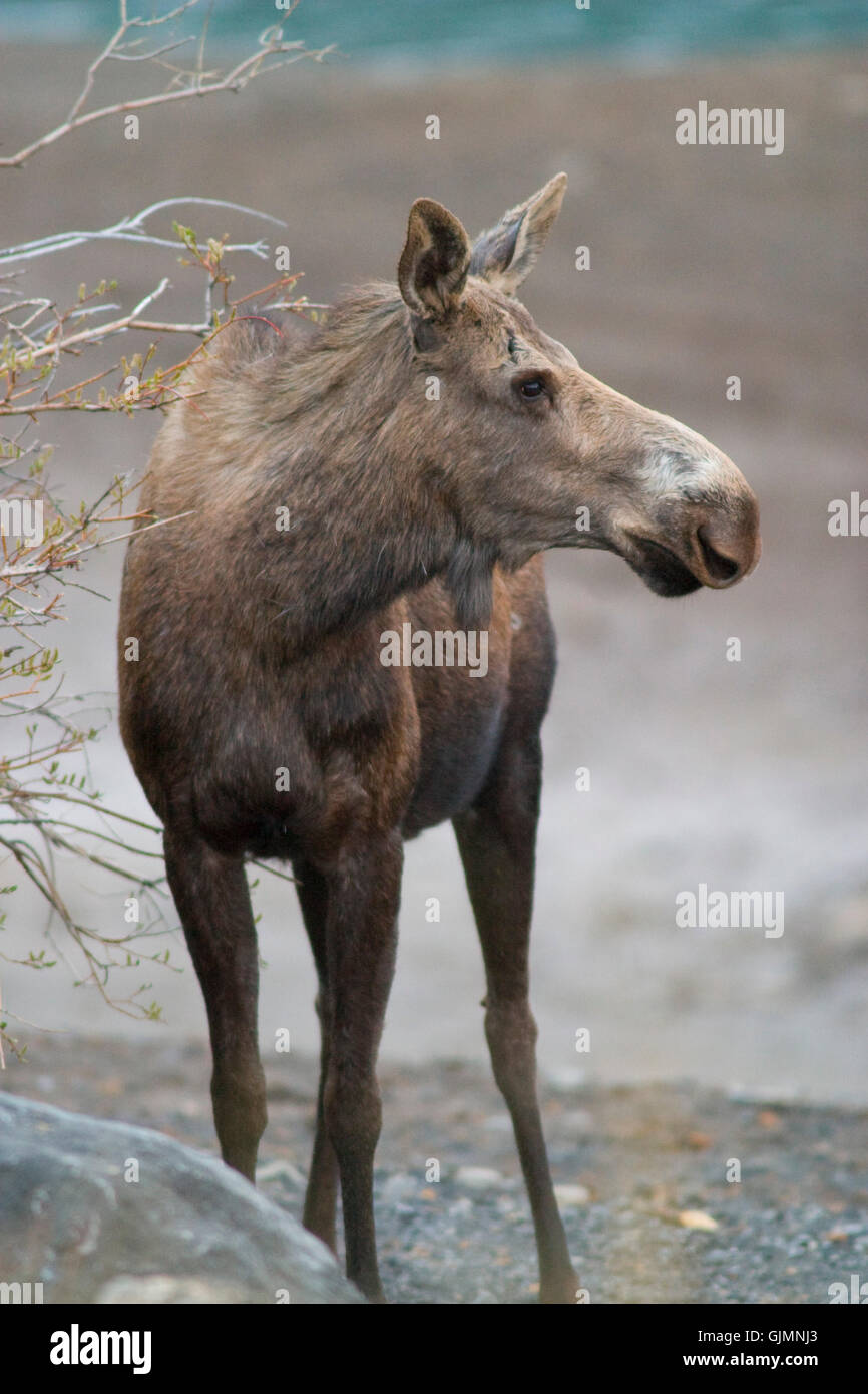 Kananaskis Animal High Resolution Stock Photography and Images - Alamy