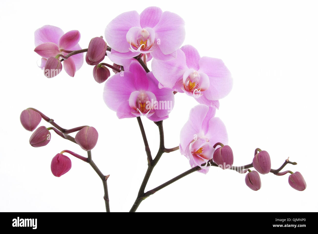 isolated flower plant Stock Photo - Alamy