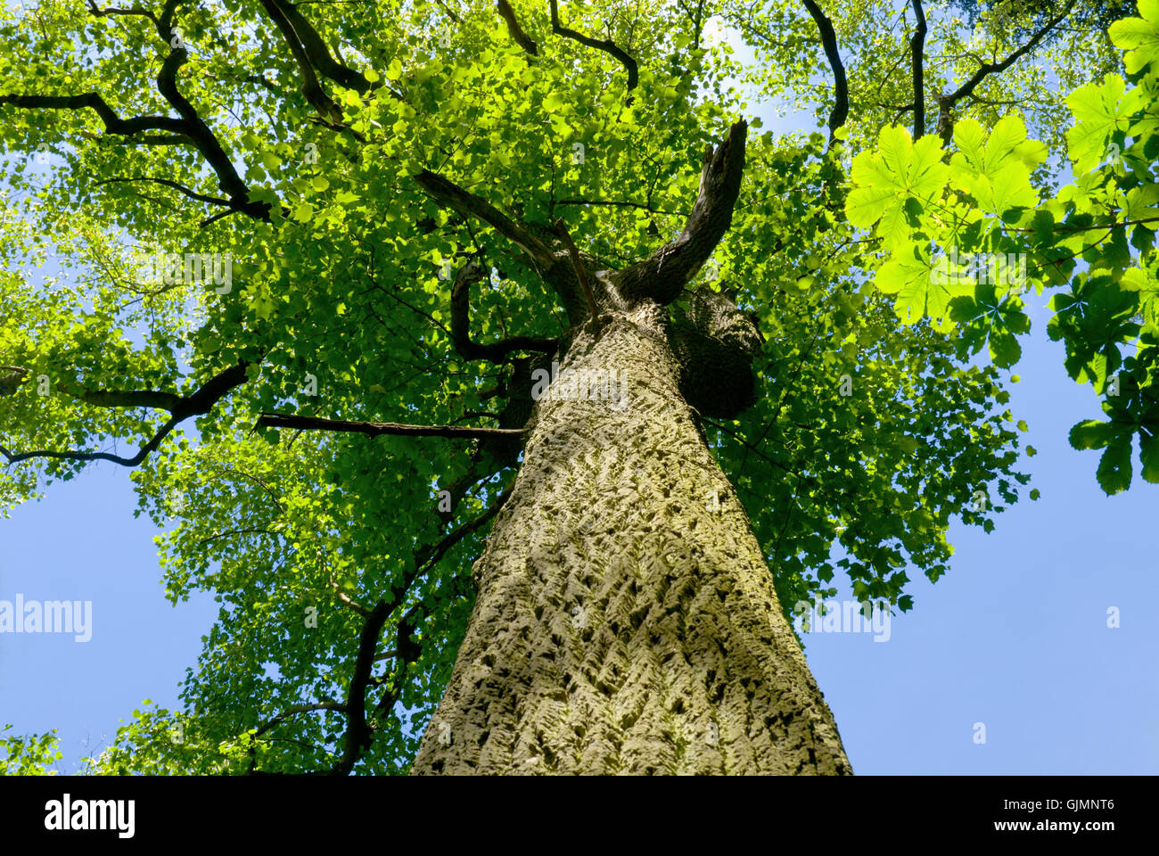 environment enviroment tree Stock Photo - Alamy