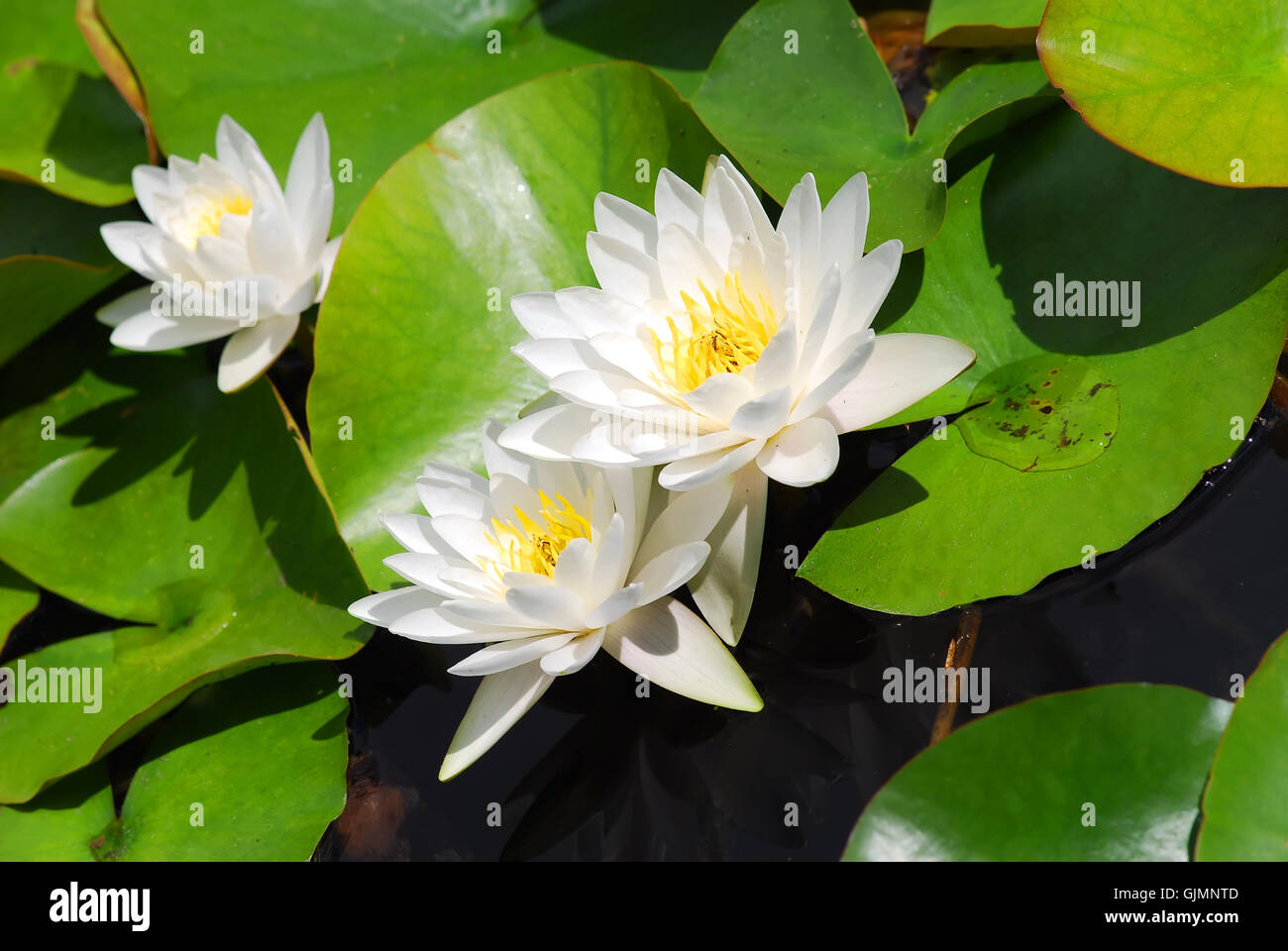 Beautiful scenery at lotus pond hi-res stock photography and images - Alamy