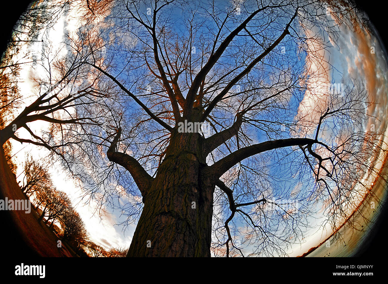 Tree deciduous tree hi-res stock photography and images - Alamy