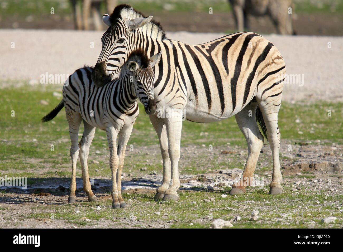 zebra and foal Stock Photo - Alamy