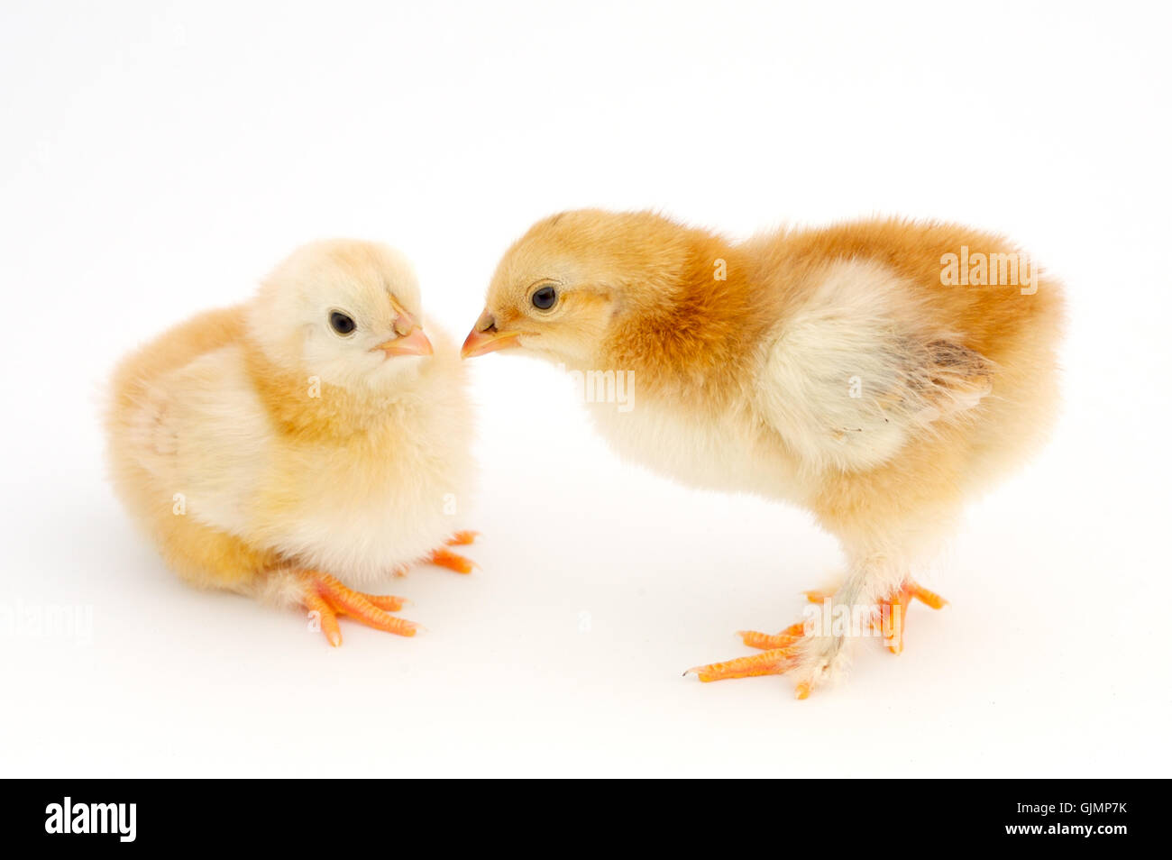 Two Baby Chicks Eating