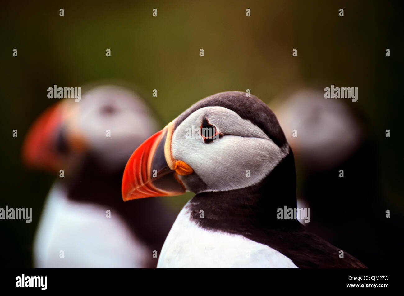Puffin beaks hi-res stock photography and images - Alamy