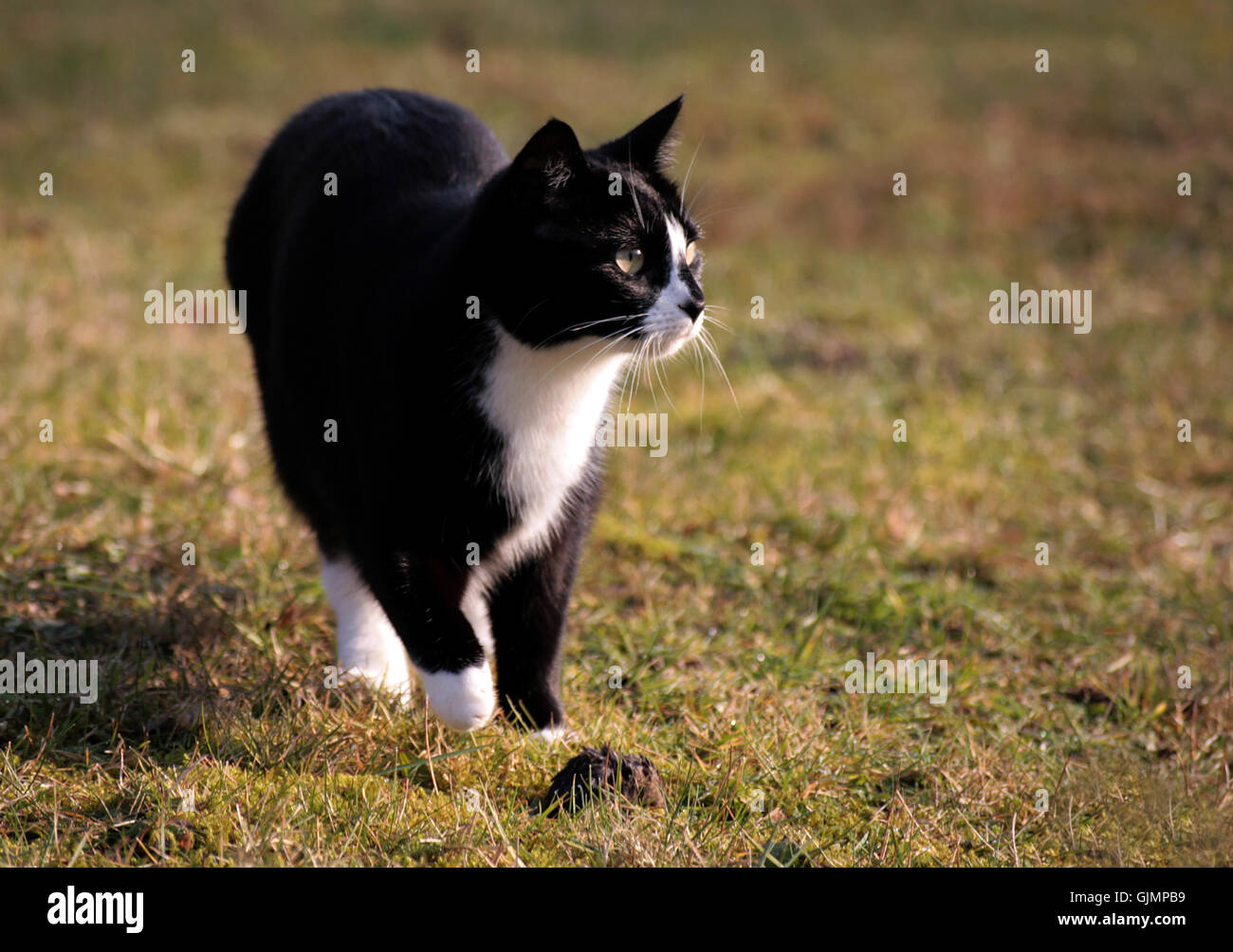 cat and mouse Stock Photo - Alamy