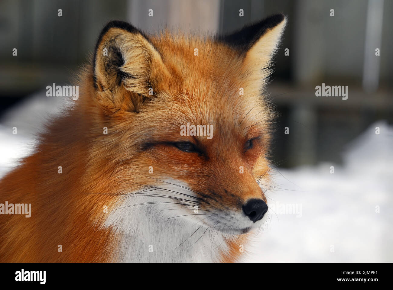 animal mammal fur Stock Photo - Alamy