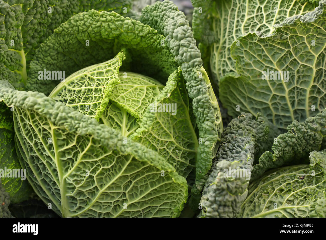 food aliment leaf Stock Photo - Alamy
