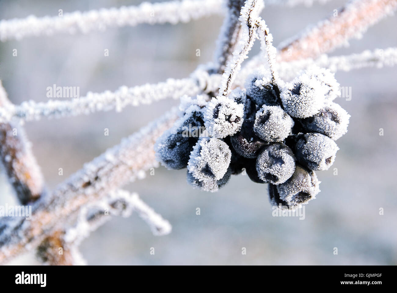 Ice wine grapes hi-res stock photography and images - Alamy