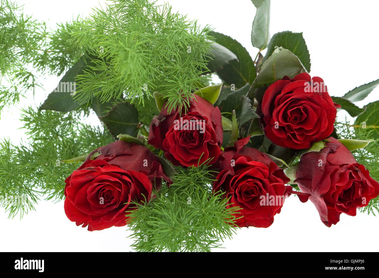 flower plant rose Stock Photo - Alamy