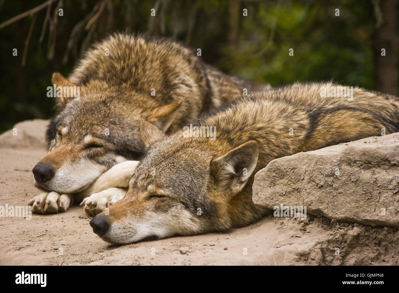 Untamed animals hi-res stock photography and images - Alamy
