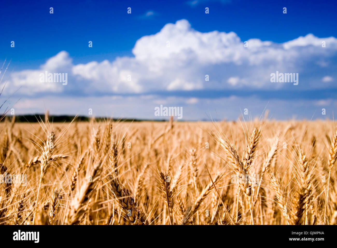 field wheat landscape Stock Photo - Alamy