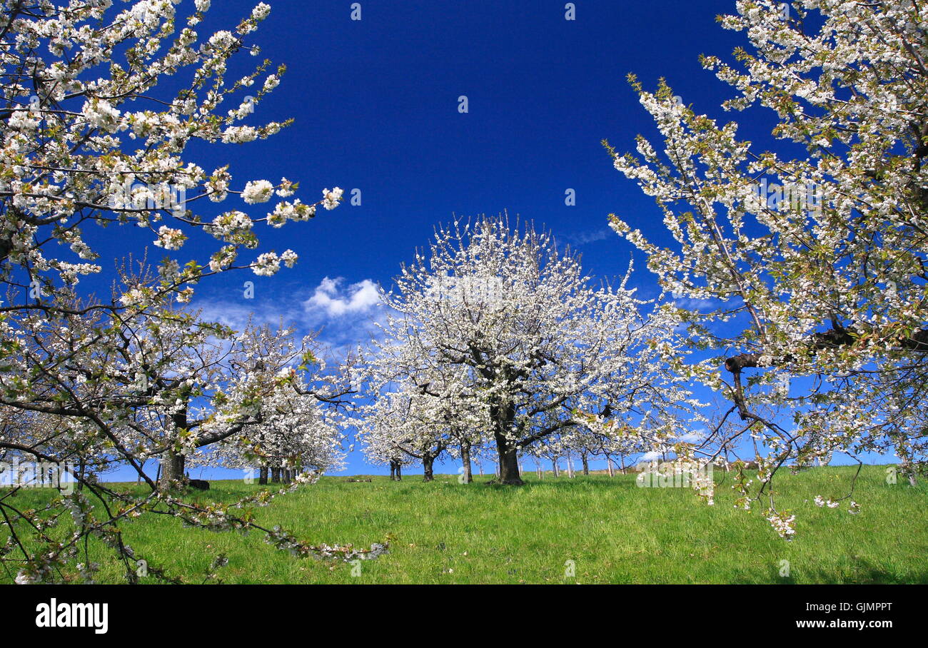 spring cherry blossom scenery Stock Photo - Alamy