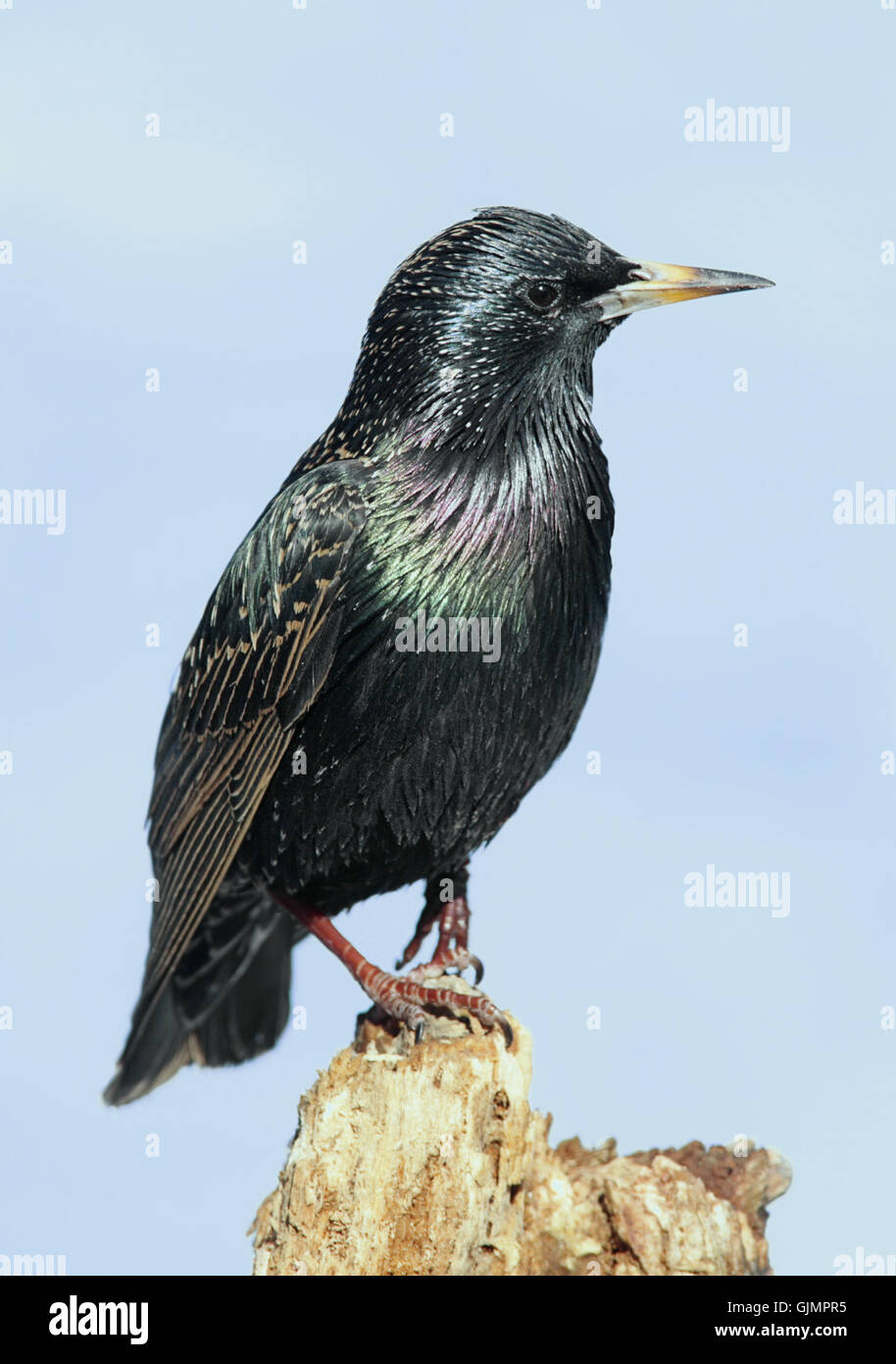blue bird wild Stock Photo - Alamy