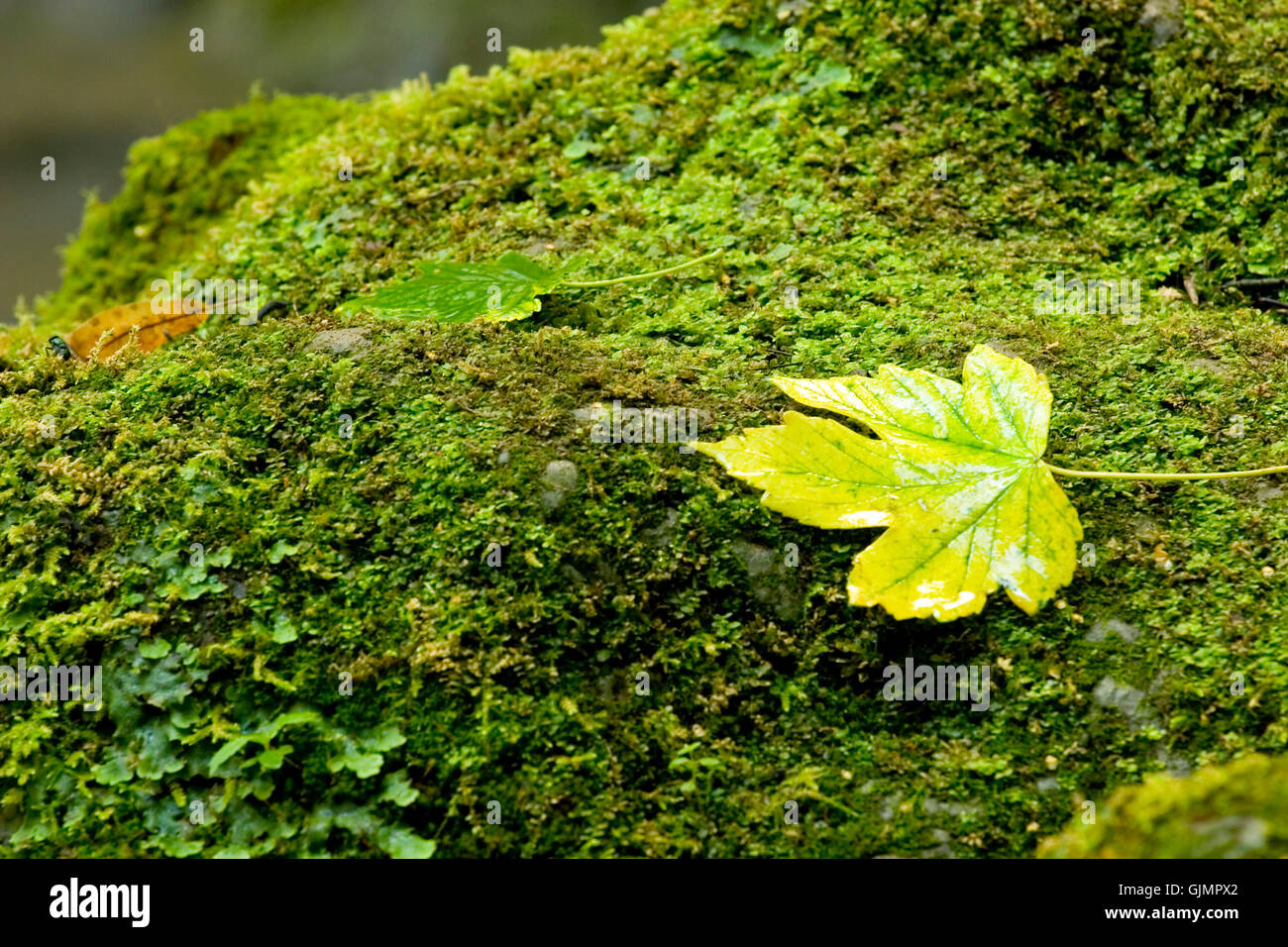 stone green leaves Stock Photo - Alamy