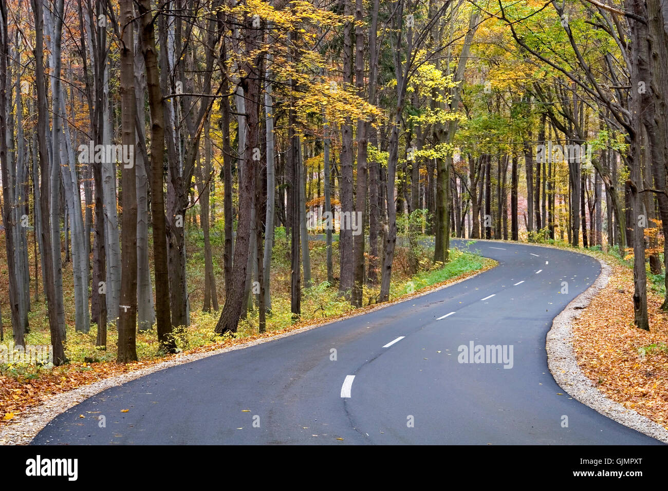 woods landscape scenery Stock Photo - Alamy