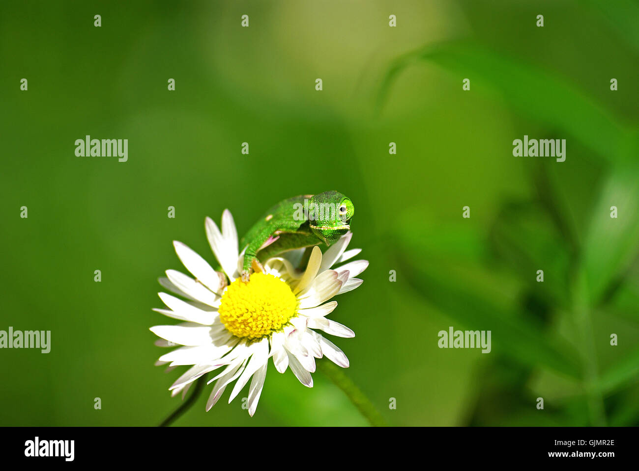green saurian reptiles Stock Photo - Alamy