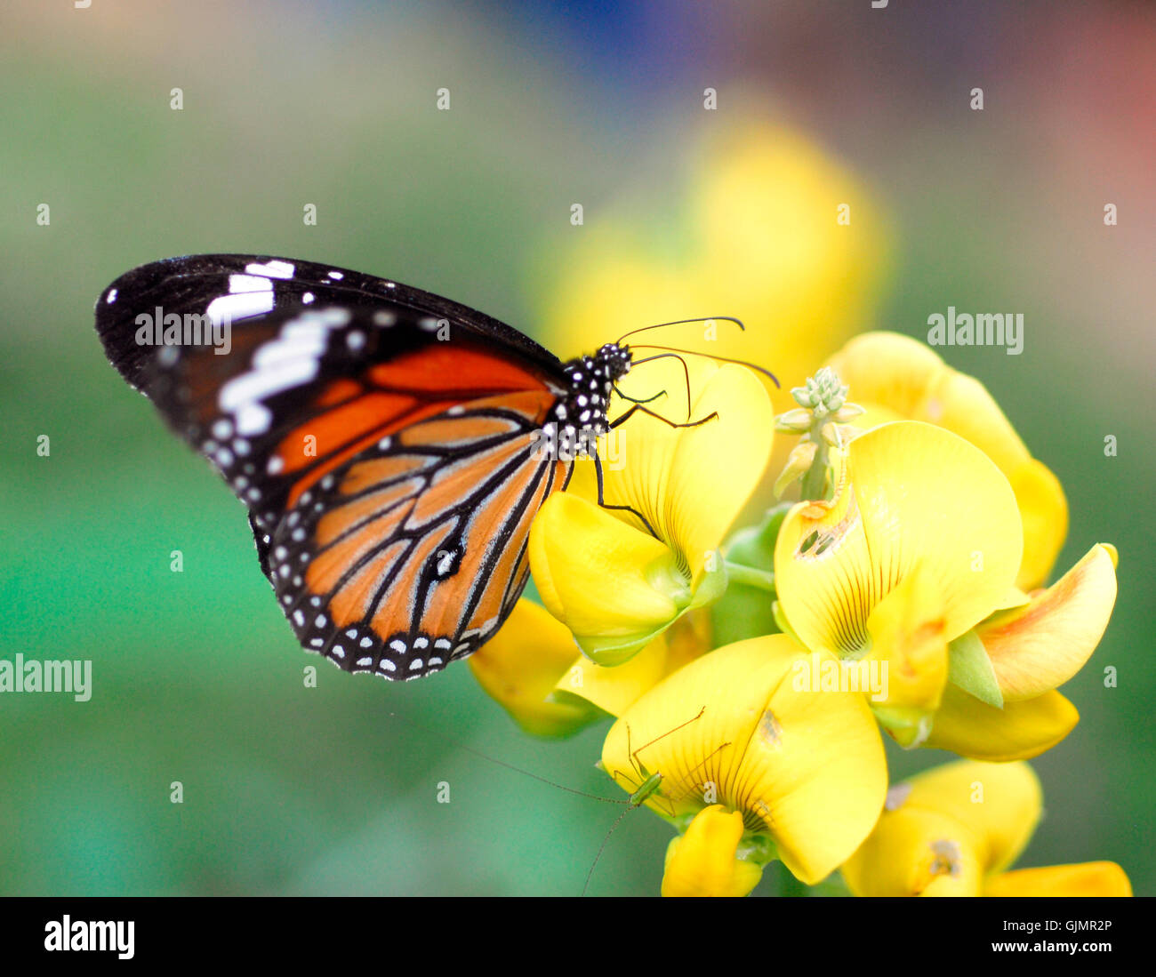 insect flower plant Stock Photo - Alamy