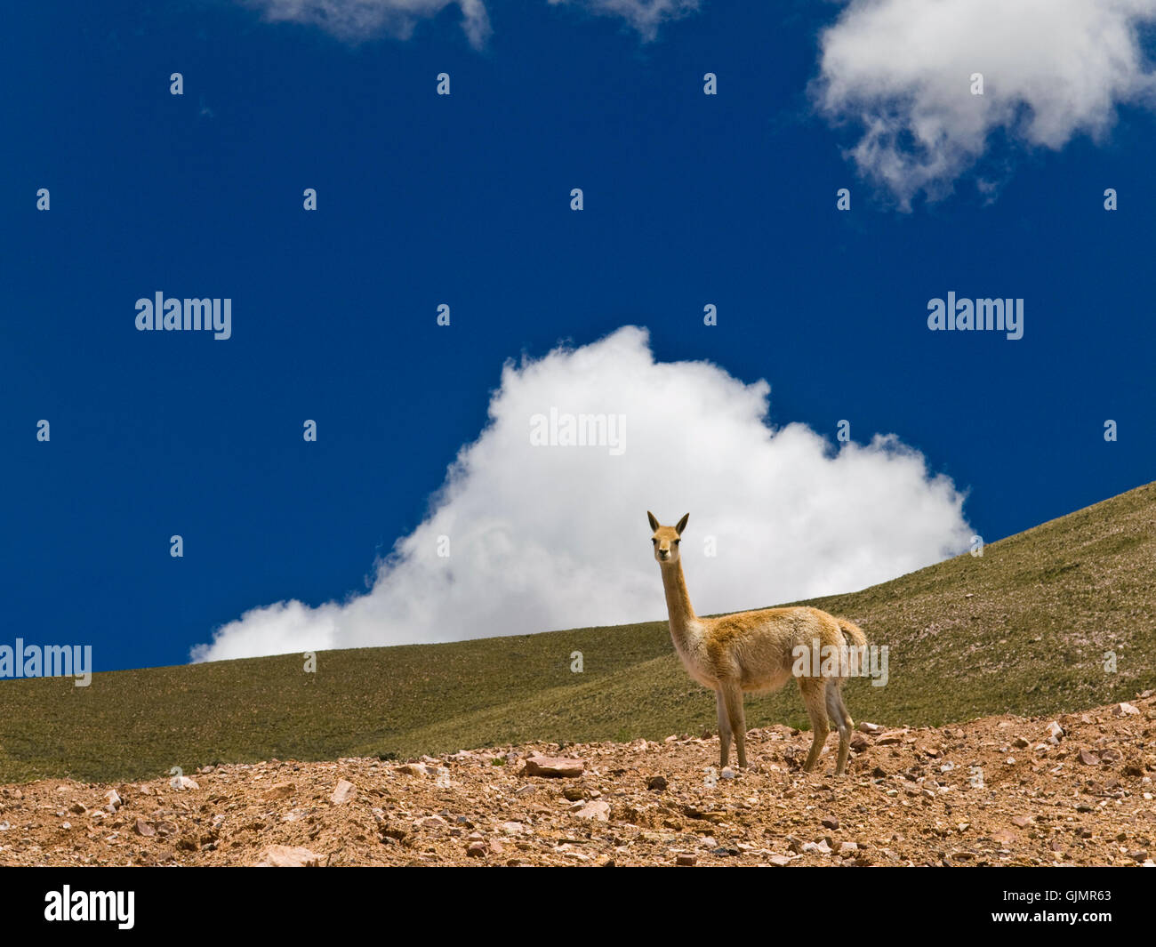 animal mammal wild Stock Photo - Alamy