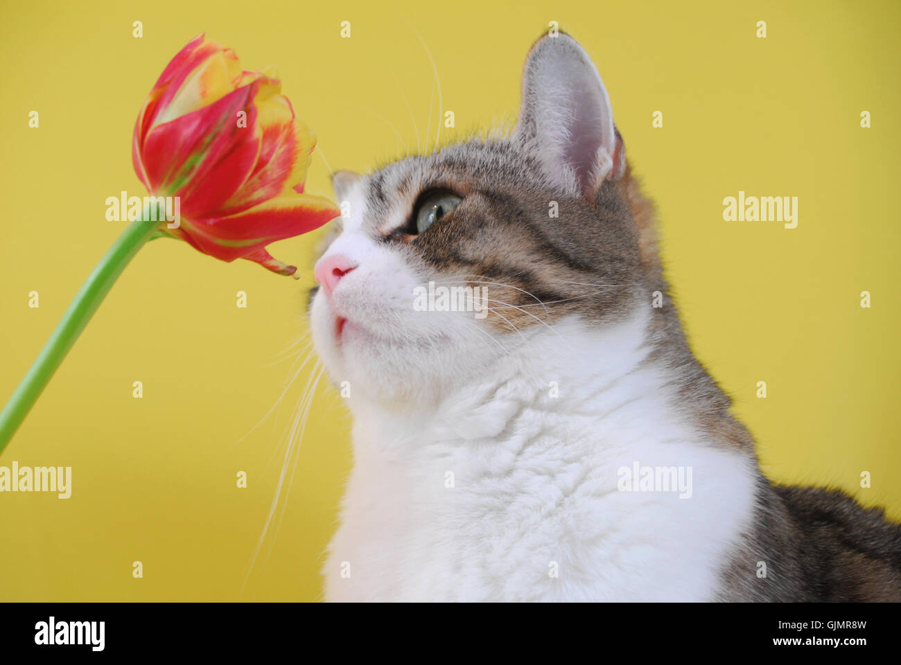 male masculine flower Stock Photo - Alamy