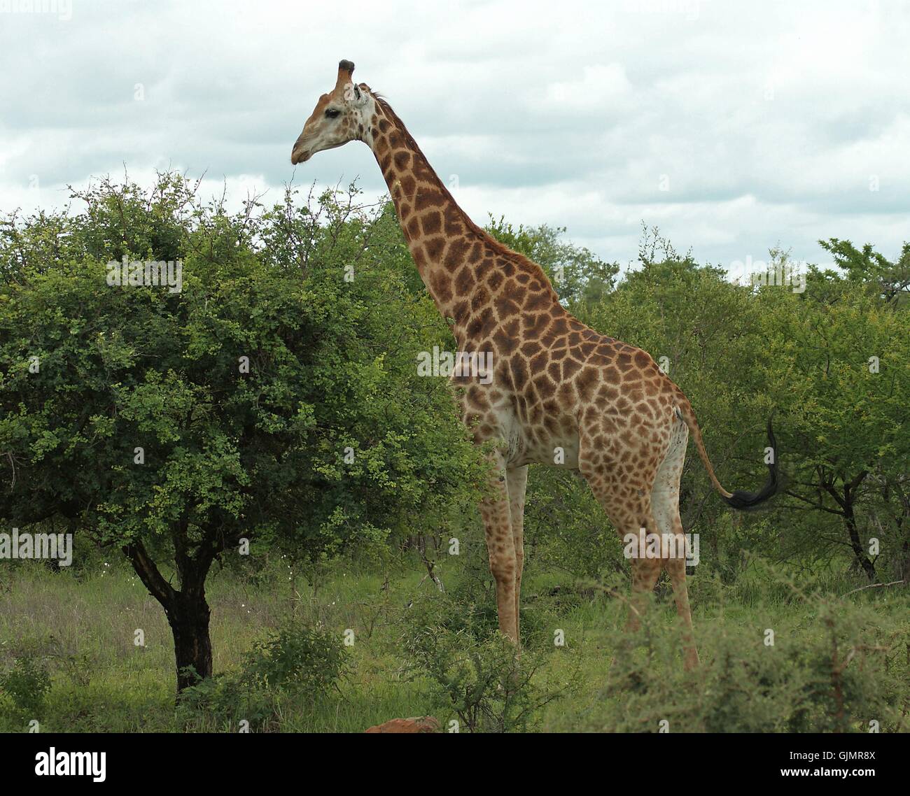 Kapgiraffe hi-res stock photography and images - Alamy