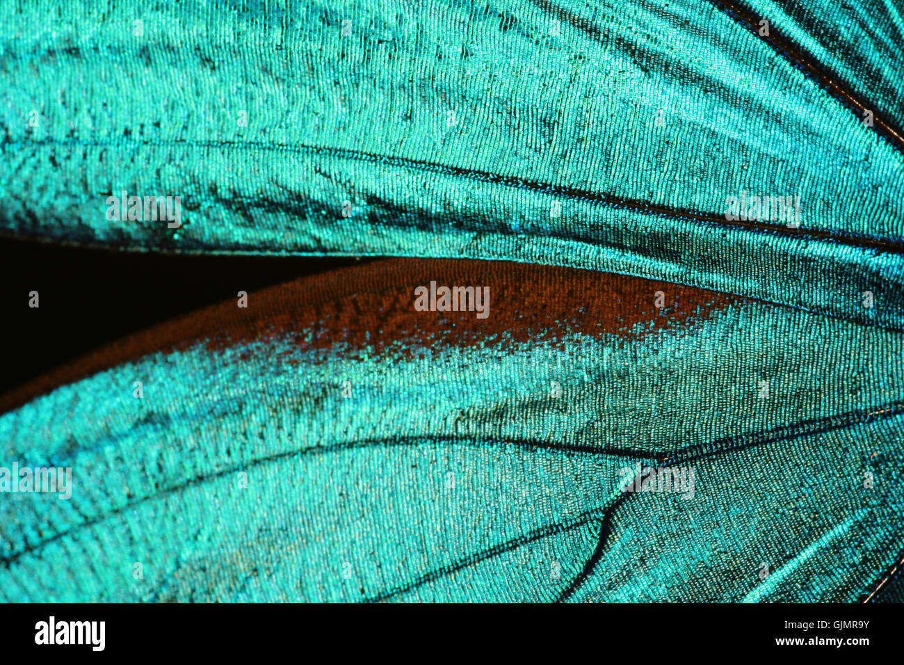 blue butterfly wing Stock Photo - Alamy
