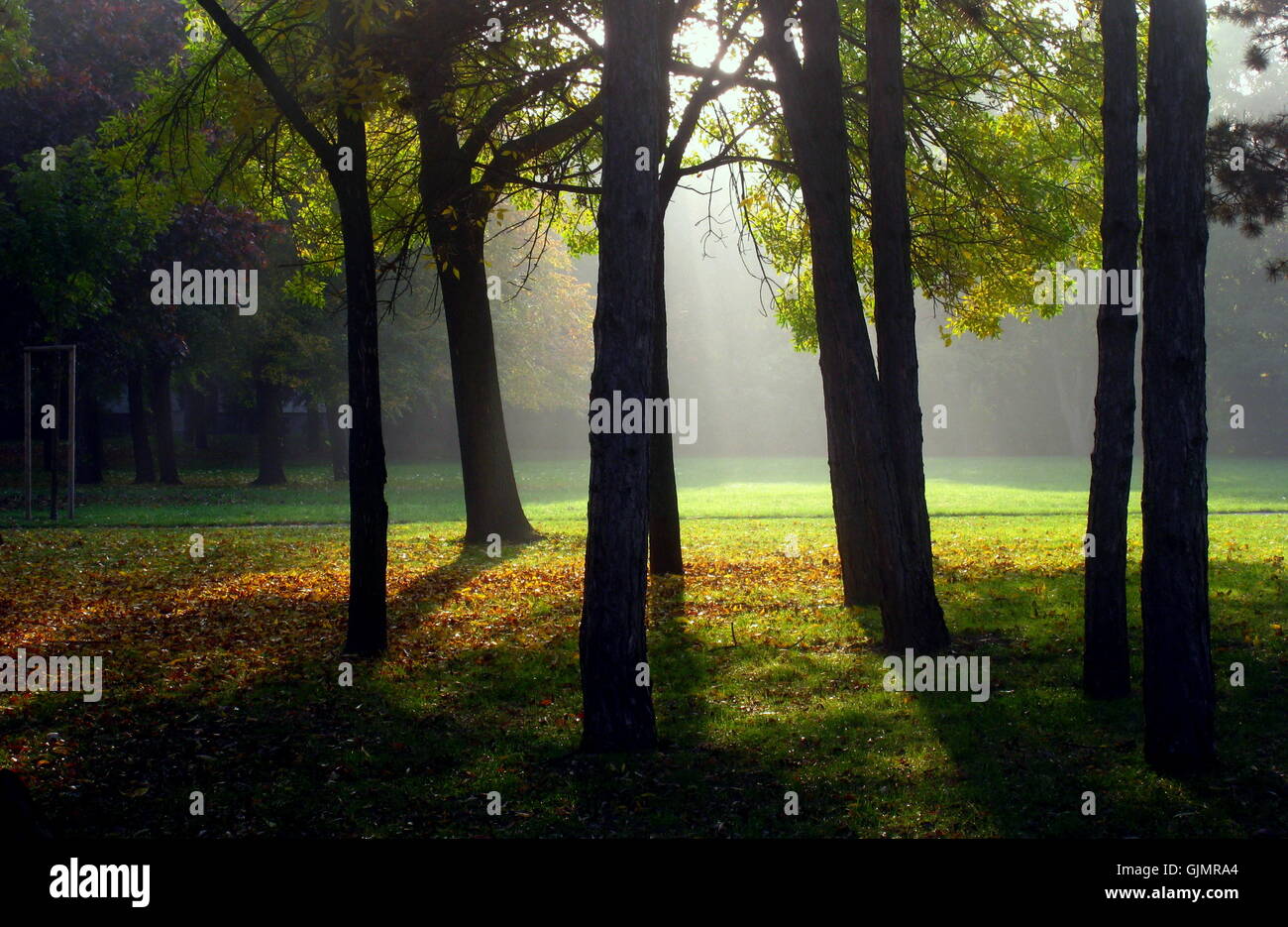 tree trees leaves Stock Photo - Alamy
