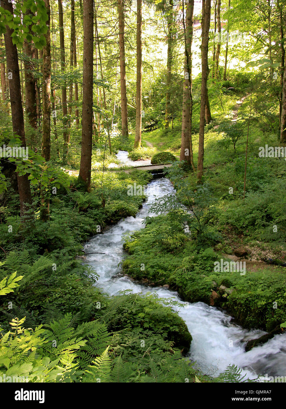 tree trees bridge Stock Photo - Alamy