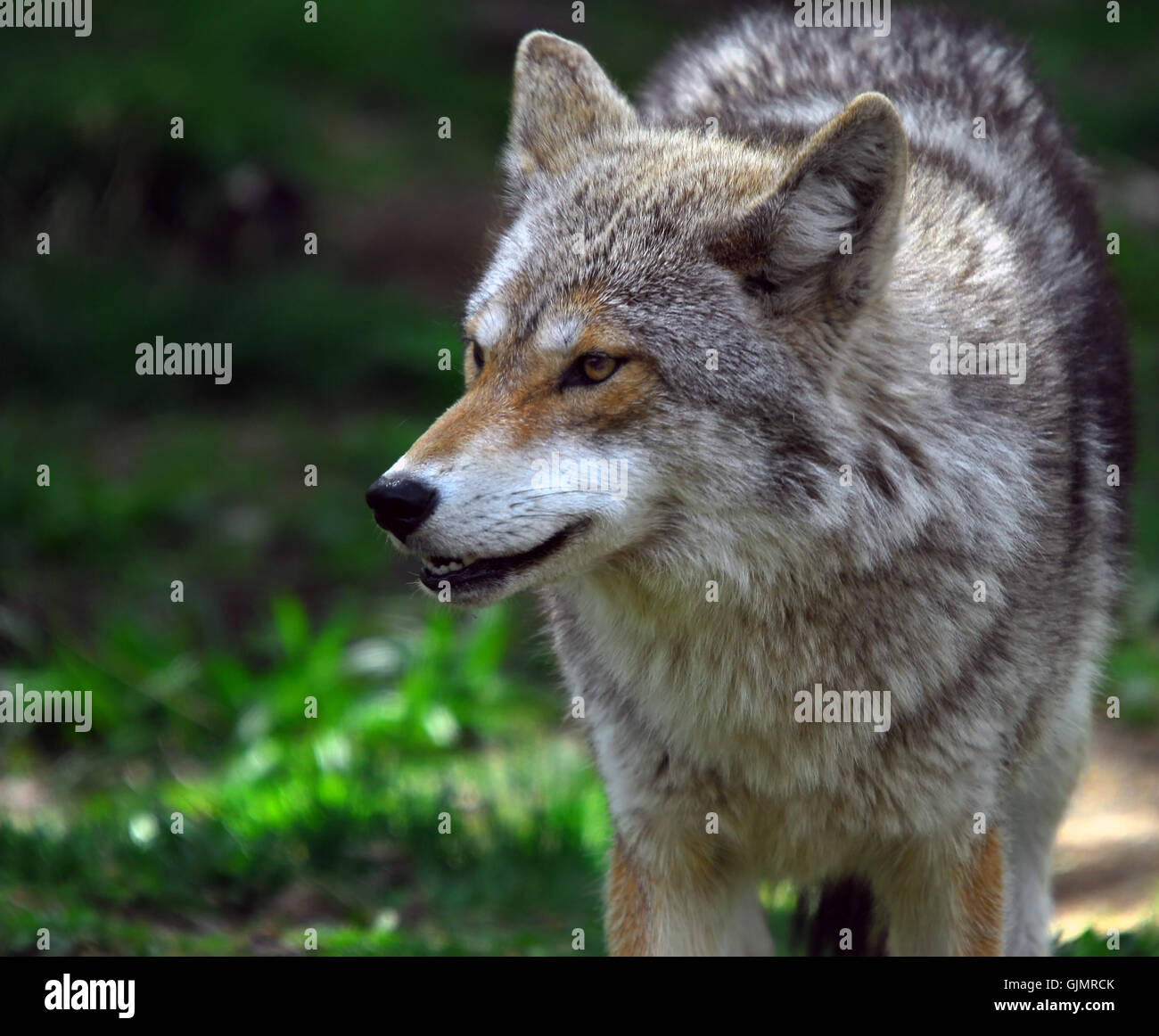 animal wild fur Stock Photo - Alamy
