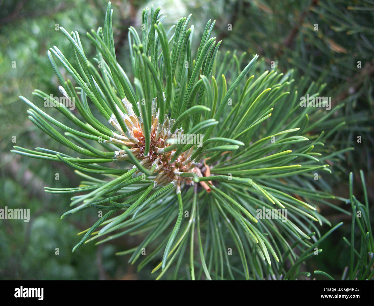 Pine branch hi-res stock photography and images - Alamy