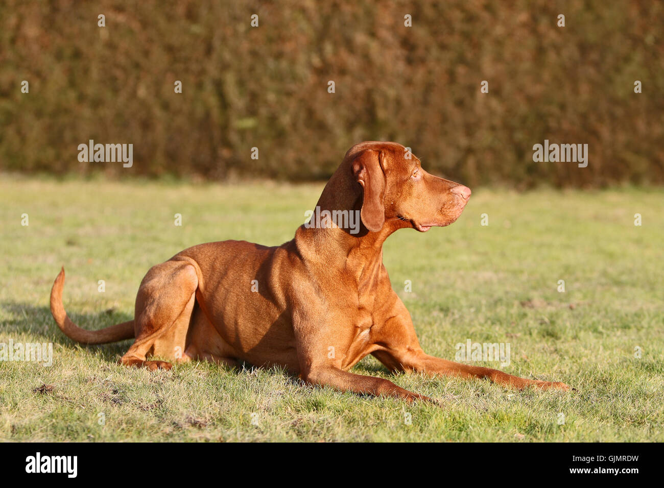 lie lying lies Stock Photo - Alamy
