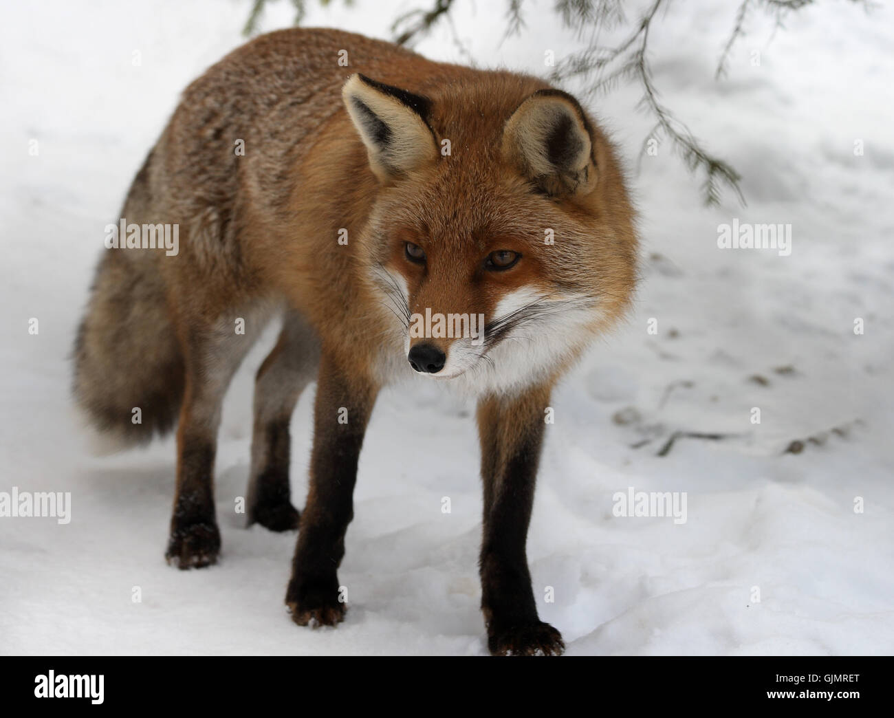 predator fox portrait Stock Photo - Alamy