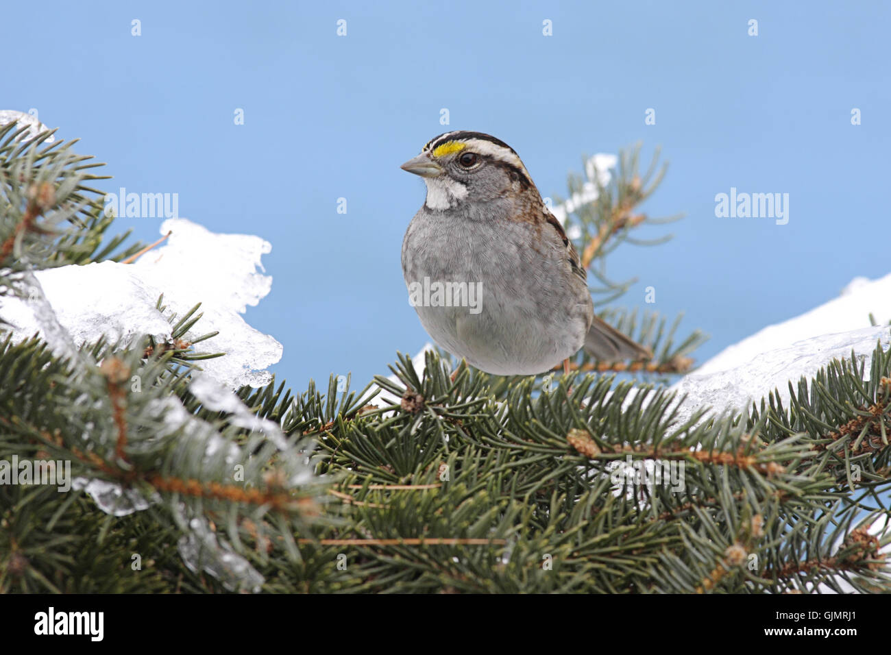 Winter bird hi-res stock photography and images - Alamy