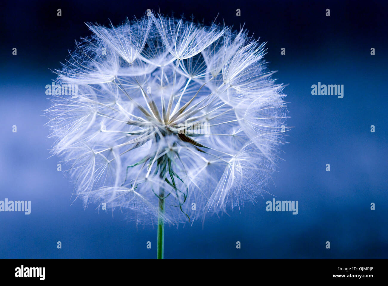 blue detail flower Stock Photo - Alamy