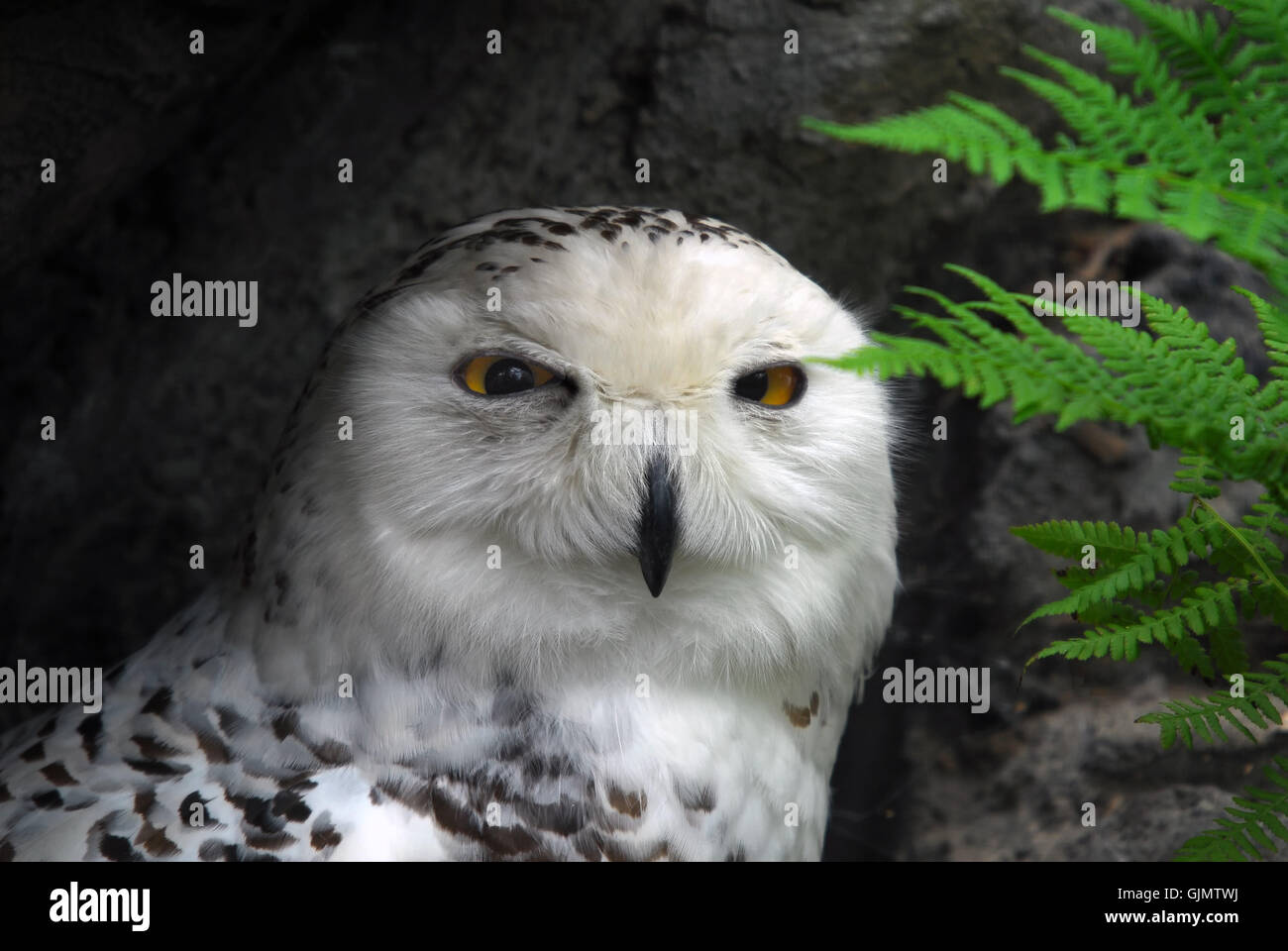 Hedwig harry potter hi-res stock photography and images - Alamy