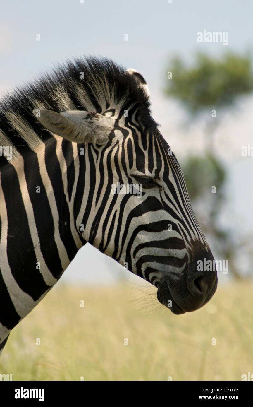 africa portrait zebra Stock Photo - Alamy