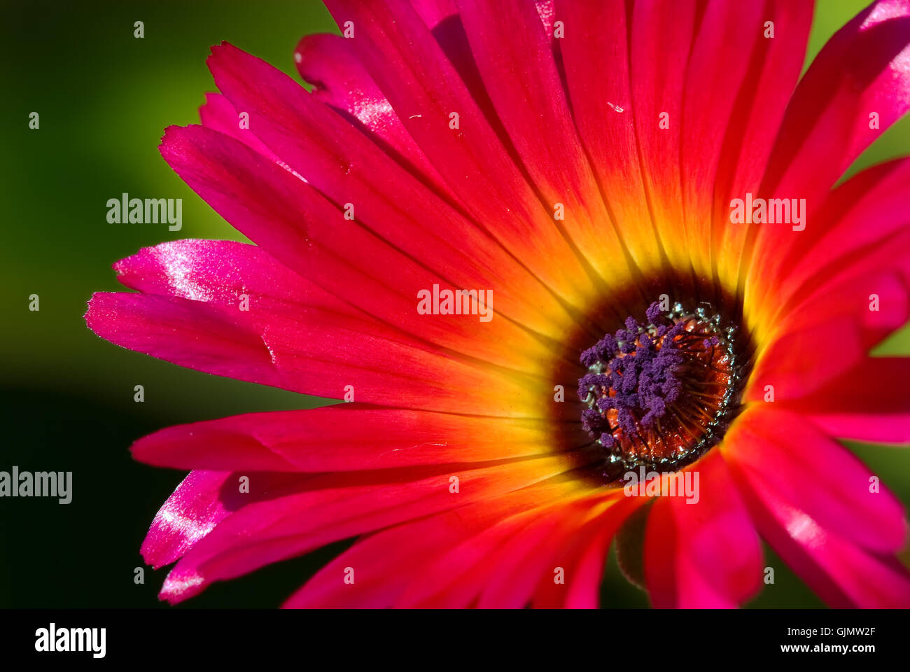 Red name stamp hi-res stock photography and images - Alamy