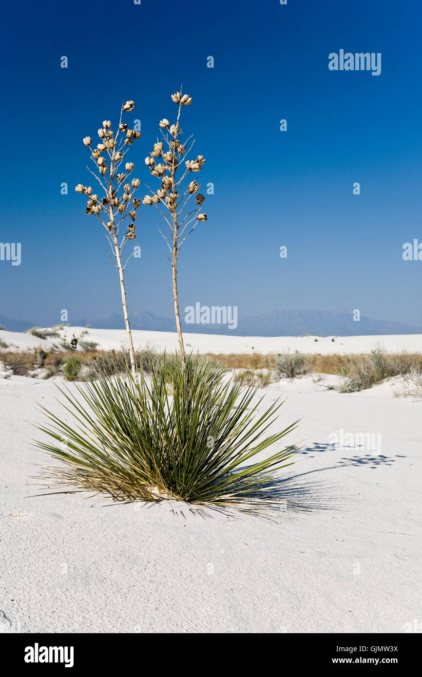 yucca mexico leaf Stock Photo - Alamy