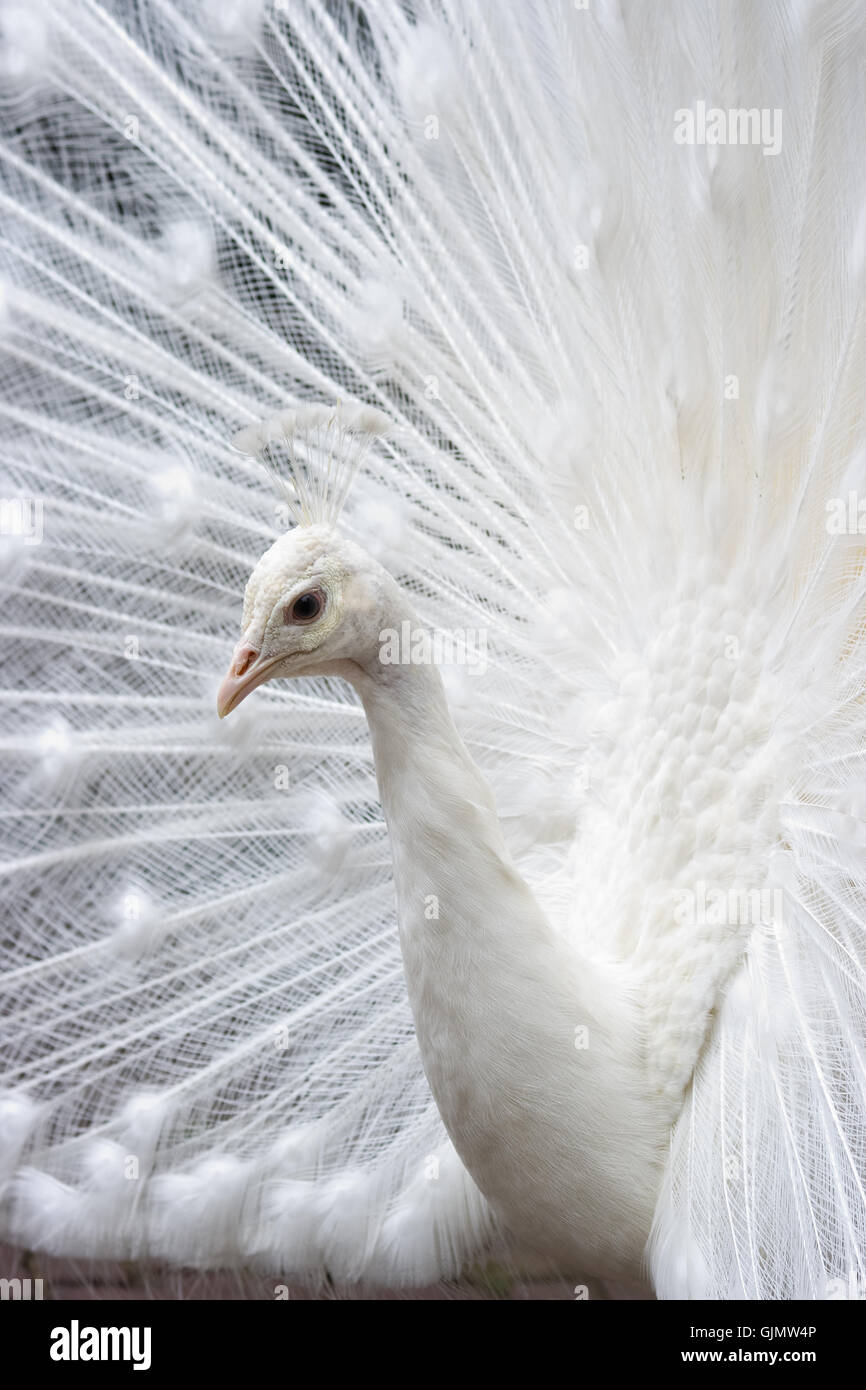 animal bird animals Stock Photo - Alamy