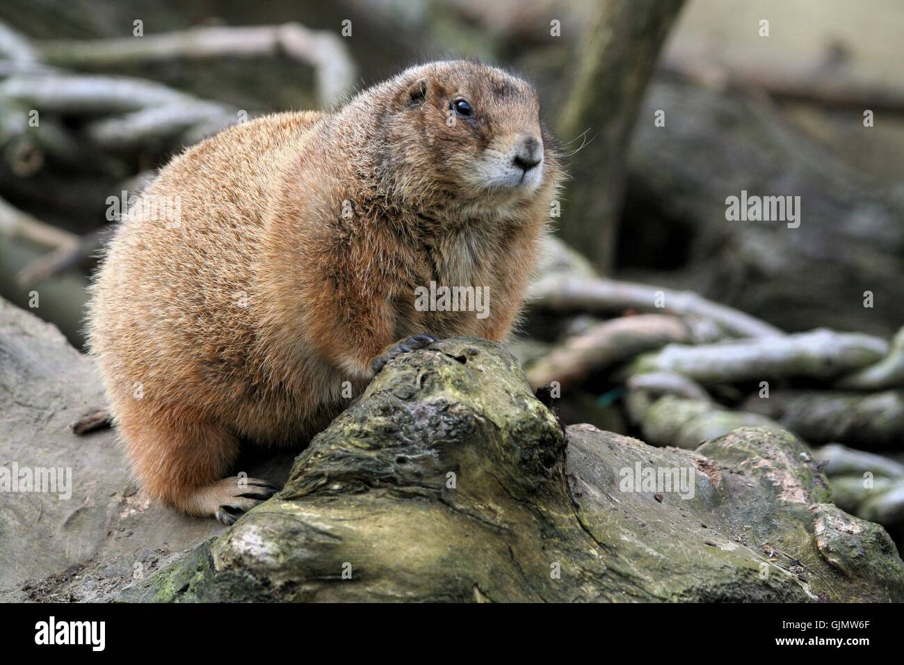 Bergtier hi-res stock photography and images - Alamy