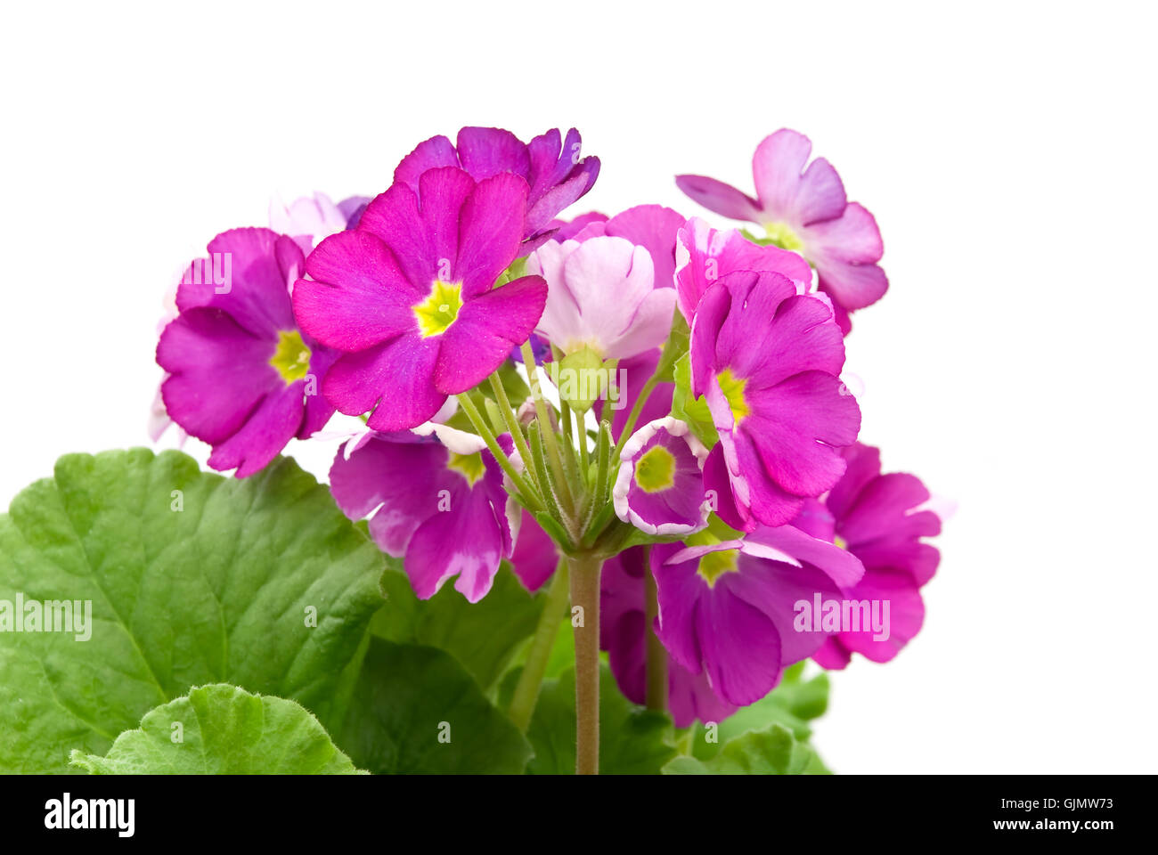 flower plant spring Stock Photo - Alamy