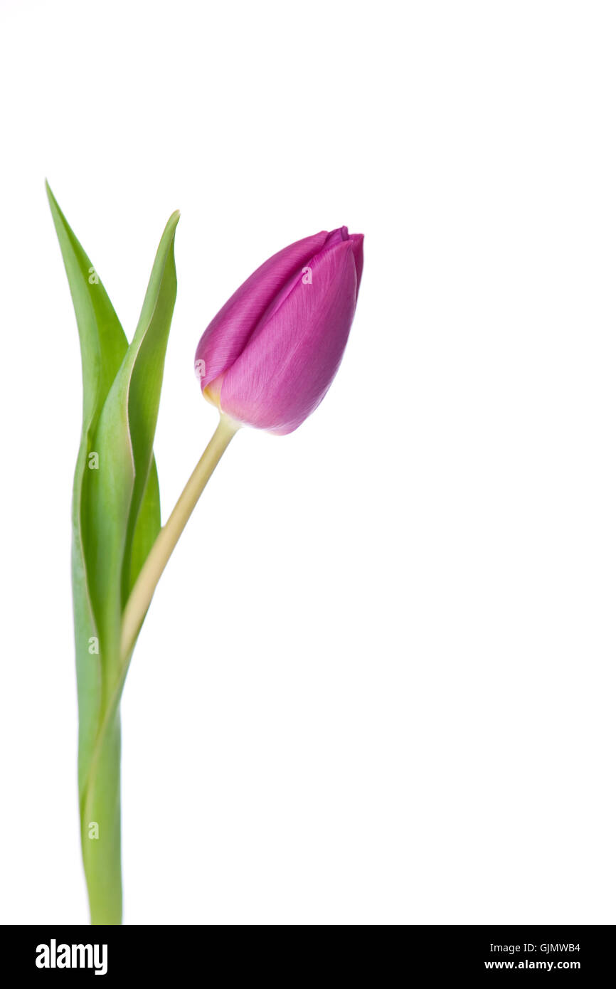 isolated spring purple Stock Photo - Alamy